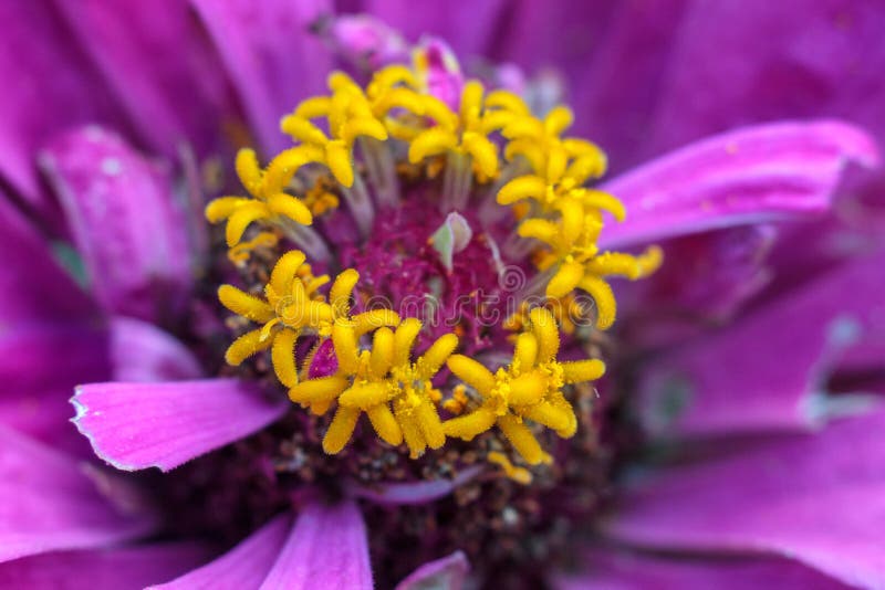 Structure of the flower stock photo. Image of springtime - 324051124