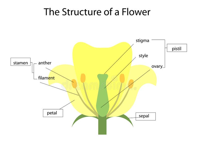 Structure of a flower stock vector. Illustration of teacher - 84820555