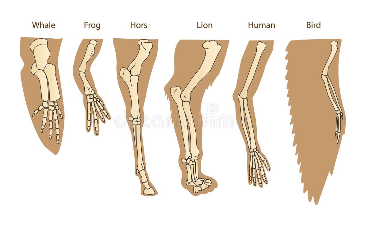 Homologous Structure Stock Illustrations – 75 Homologous Structure ...