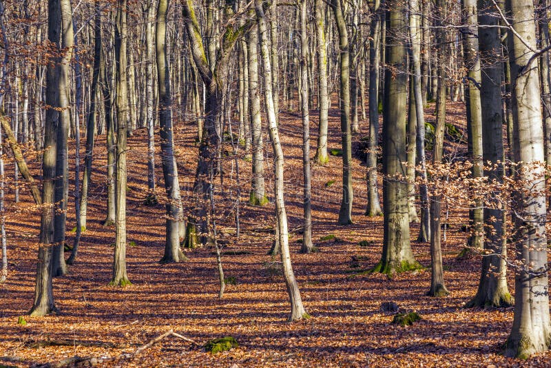 Structure of Forest in Wintertime Stock Photo - Image of foliage ...
