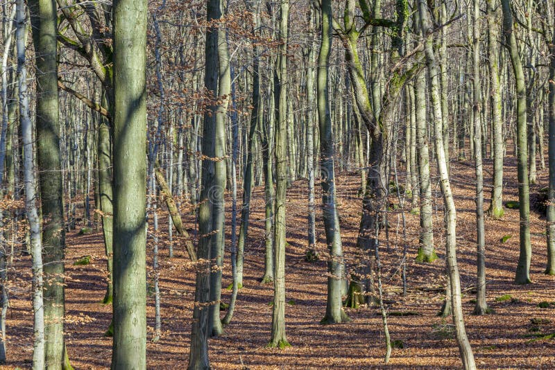 Structure of Forest in Wintertime Stock Image - Image of perspective ...