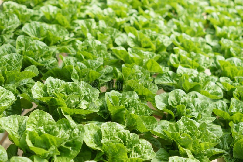 Structure Formation of Vegetable Plantation Stock Photo - Image of ...