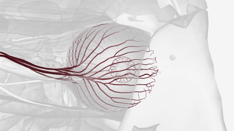 Structure Forming the Posterior Ciliary Arteries in the Eye Stock Video ... Structure Forming the Posterior Ciliary Arteries in the Eye Stock Video ...