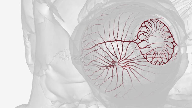 Structure Forming the Posterior Ciliary Arteries in the Eye Stock Video ... Structure Forming the Posterior Ciliary Arteries in the Eye Stock Video ...