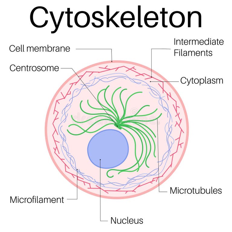 Structure and Function of Cytoskeleton. Stock Vector - Illustration of ...