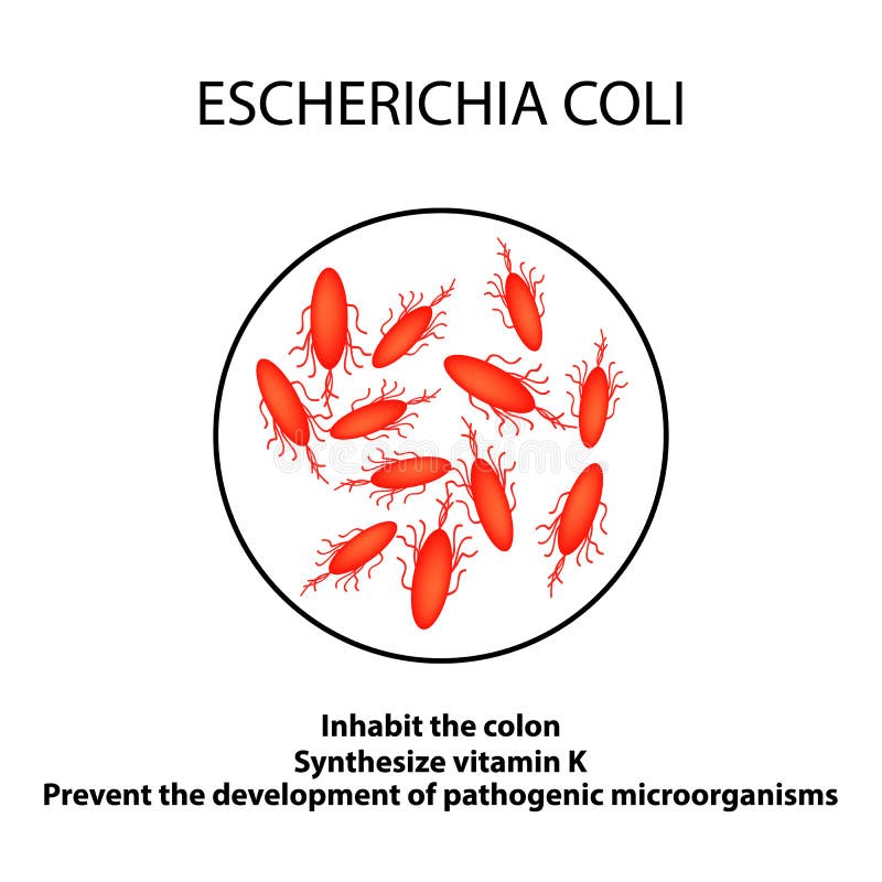 The Structure of Escherichia Coli Stock Vector - Illustration of ...