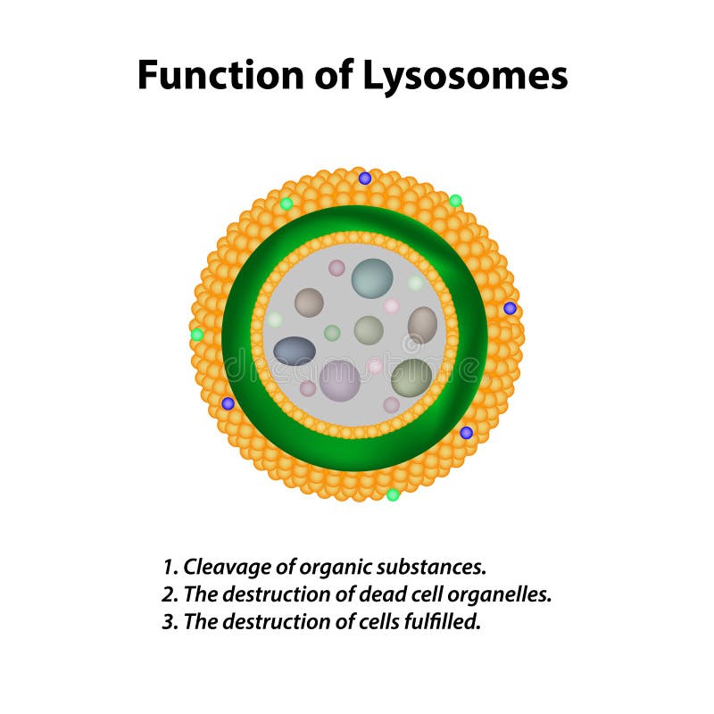 Structure and Function of Lysosomes. Infographics Stock Vector ...