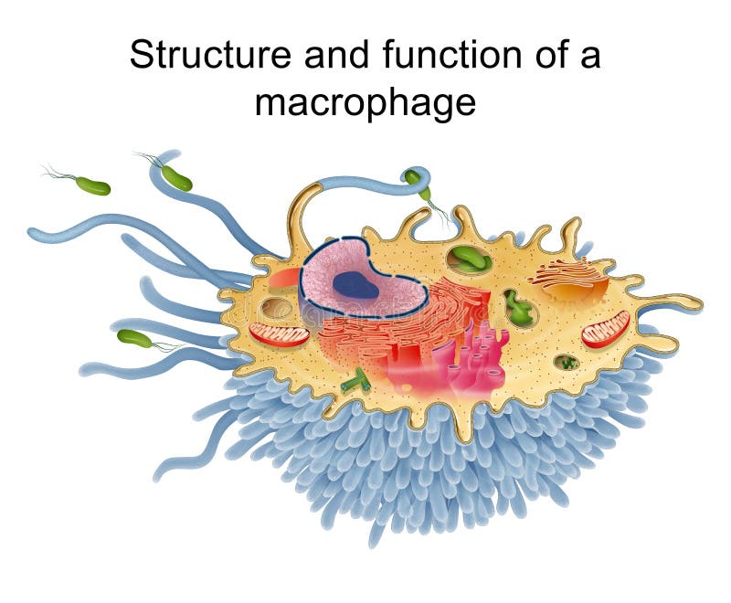 Macrophage Engulfing Bacteria Diagram