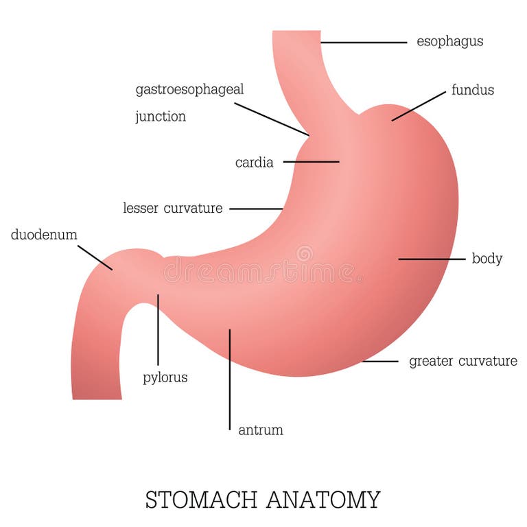 Structure and Function of Stomach Anatomy System. Stock Vector ...