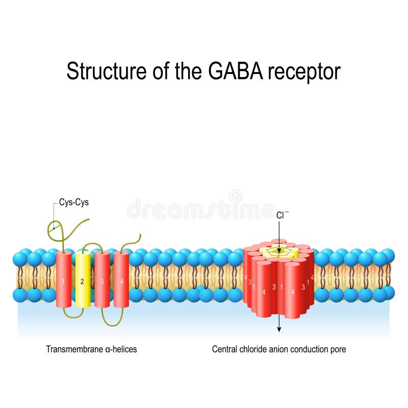 GABA structure stock vector. Illustration of psychosis - 18447572