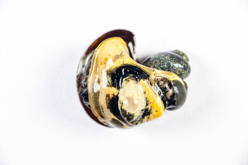 Giant African Snail in the Laboratory. Stock Image - Image of ...