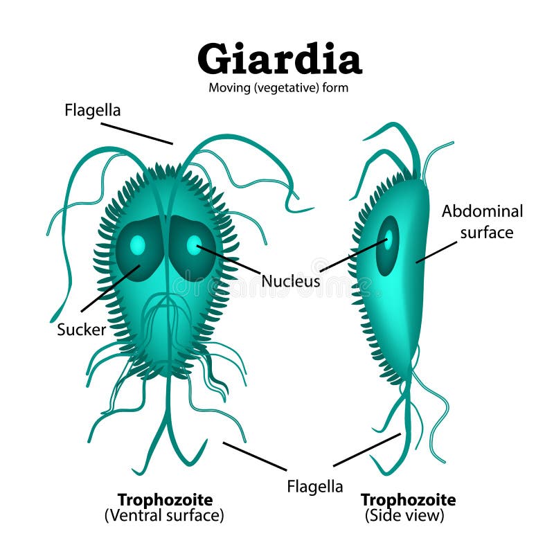 The Structure of Giardia. Vector Illustration on Isolated Background ...