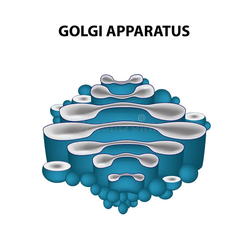 Golgi Apparatus Vector Illustration Labeled Microscopic