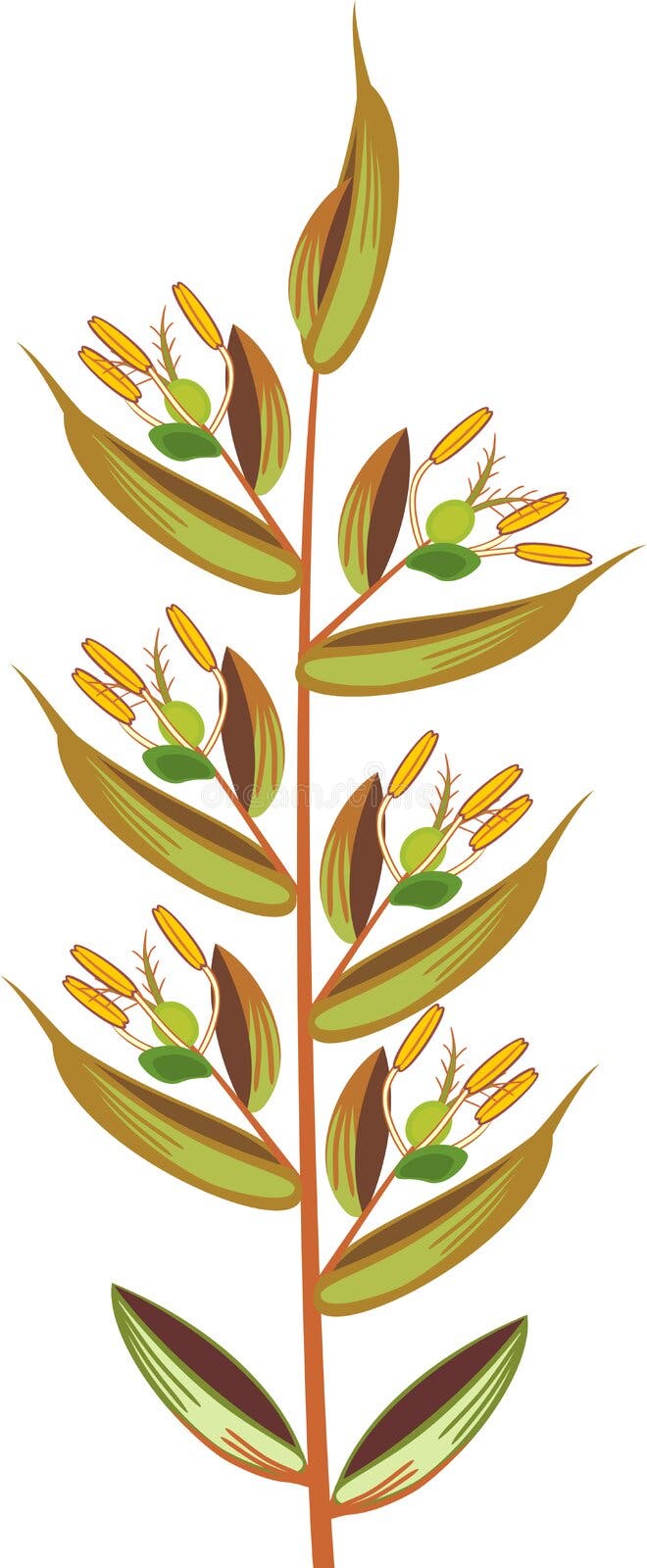 Panicle Inflorescence Stock Illustrations – 202 Panicle Inflorescence ...