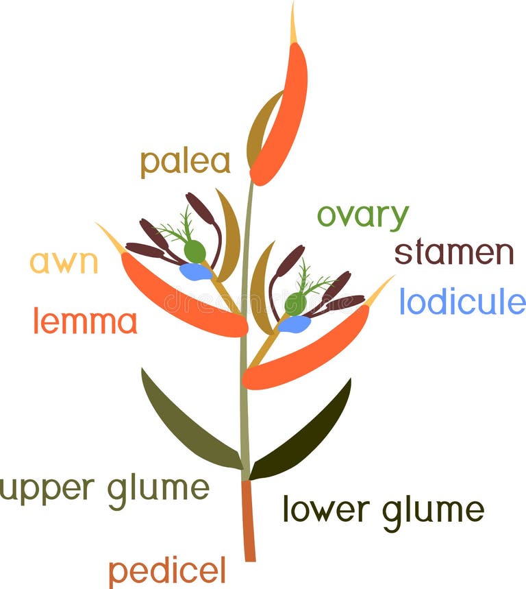 Morphology Grass Stock Illustrations – 43 Morphology Grass Stock ...