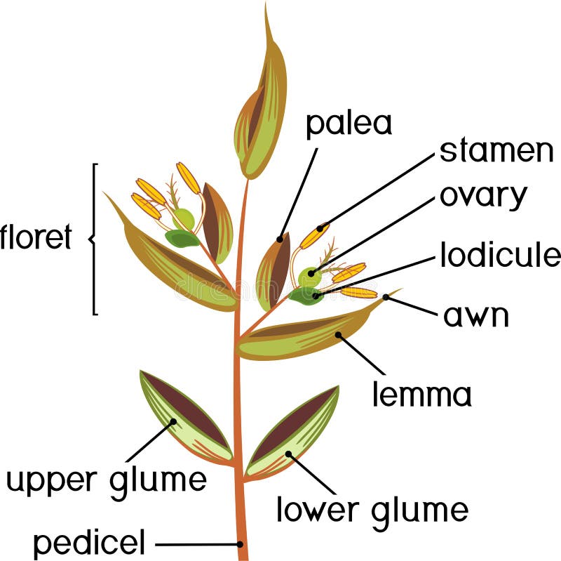 Structure of Grass Spikelet. Diagram of Portion of Grass Inflorescence ...