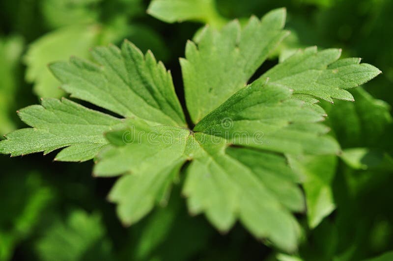 Structure of Green Leaves Background - Green Nature Background Stock ...