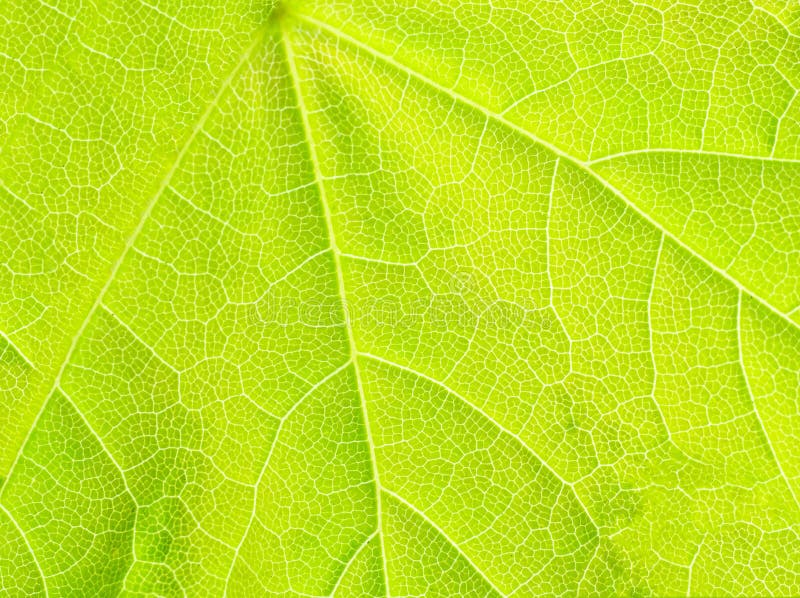 Structure of Green Maple Leaf. Stock Photo - Image of bright ...