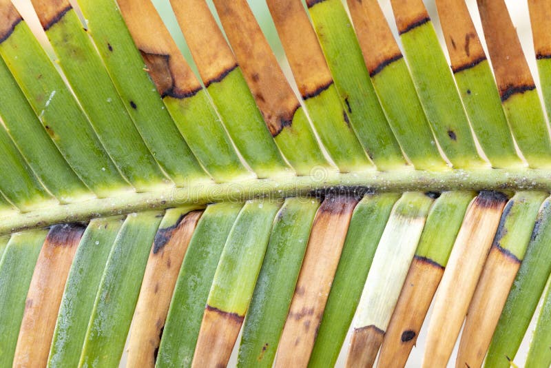 Structure in Green Palm Leaf Stock Photo - Image of botanical, closeup ...