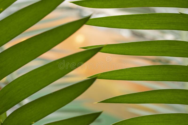 Structure in Green Palm Leave Stock Photo - Image of botanicasl, garden ...