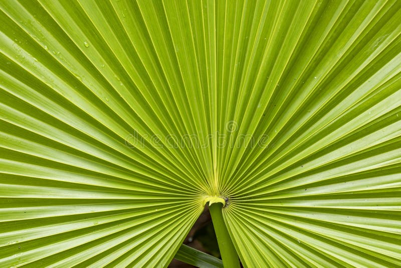 Structure in Green Palm Leave Stock Photo - Image of textured, wind ...