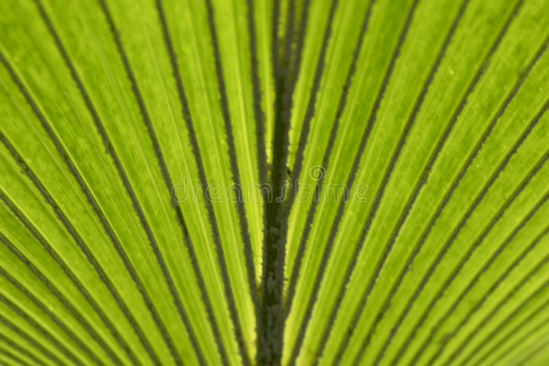 Structure in Green Palm Leave Stock Image - Image of background, green ...