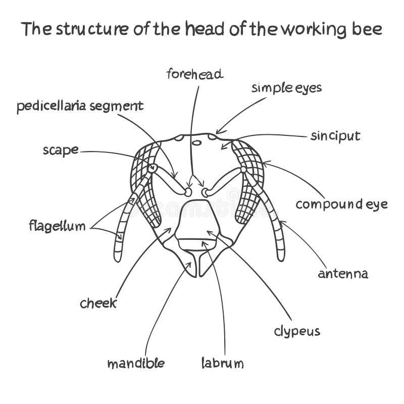 The Structure of the Head of the Working Bee Stock Illustration ...