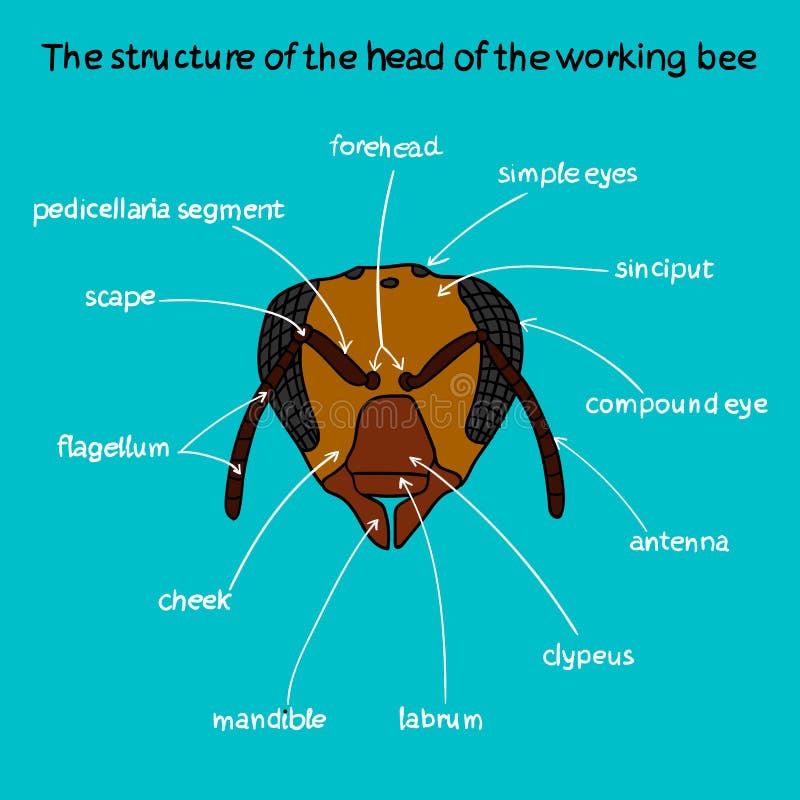 The Structure of the Head of the Working Bee Color Stock Illustration ...