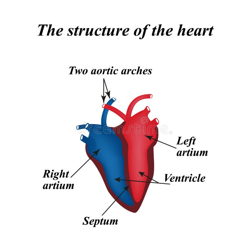 The Structure of the Heart. Infographics. Vector Illustration Stock ...