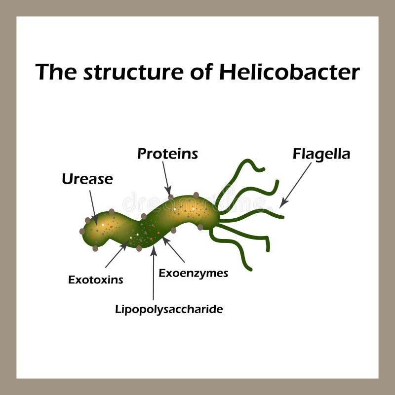 Treatment of Helicobacter Pylori. Medications. Antacids, Proton Pump ...