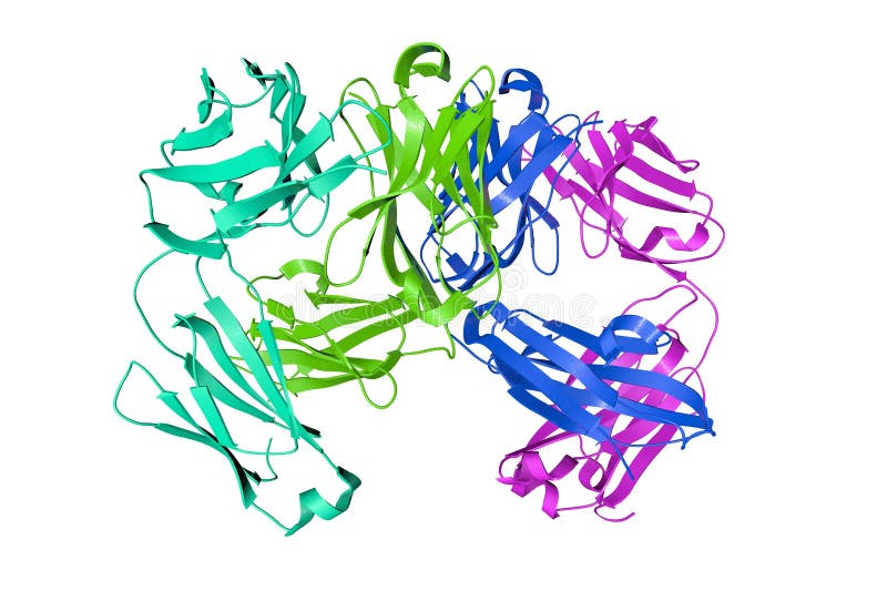 Structure of Herceptin Fab without Antigen. Ribbons Diagram with ...