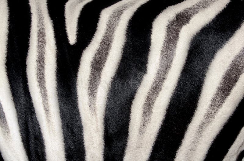 Zebra Hoof Print Stock Photos - Free & Royalty-Free Stock Photos from ...