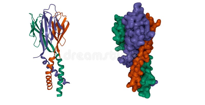 Structure of Hormone Resistin Stock Illustration - Illustration of ...