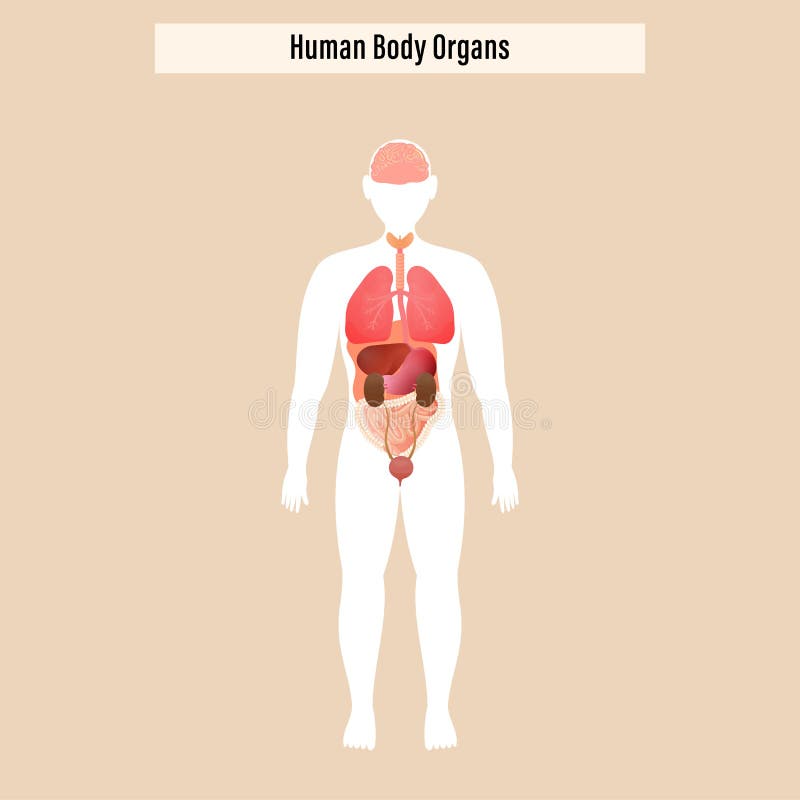 Structure of Human Body Organs on Beige Stock Illustration ...