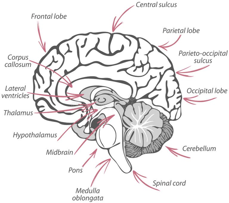 Structure of Human Brain stock vector. Illustration of schematic ...