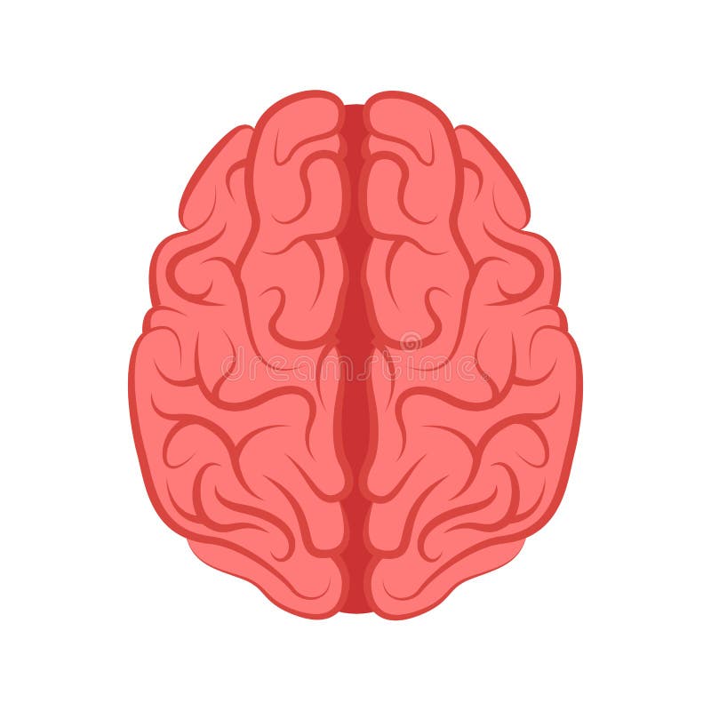 The Structure Of The Human Brain - Vector Stock Vector - Illustration ...