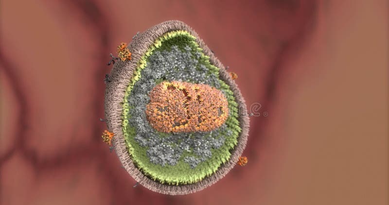 Structure of Human Cell Chromosomes, Mitosis, Cell Division, DNA ...