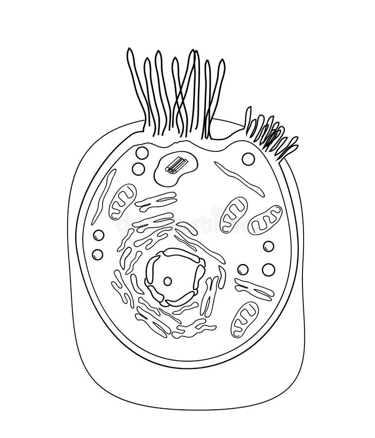 The Structure Of The Human Cells In A Graphic Image Cell Components On A Colored Background