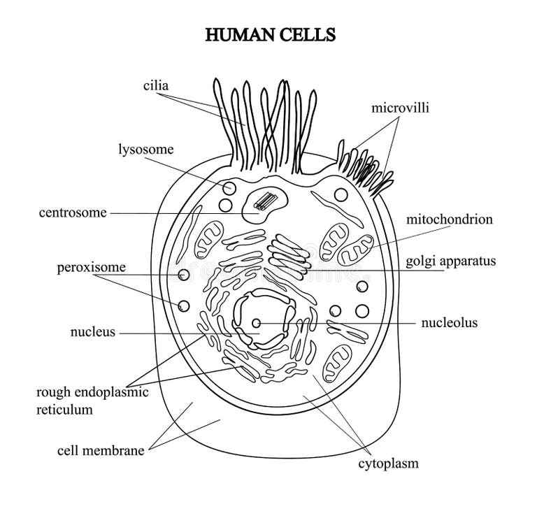 The Structure of the Human Cells in a Graphic Image, Cell Components on ...