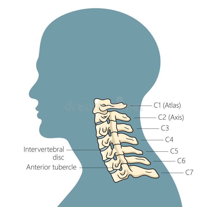 Structure of Human Cervical Spine Schematic Raster Stock Illustration ... Structure of Human Cervical Spine Schematic Raster Stock Illustration ...