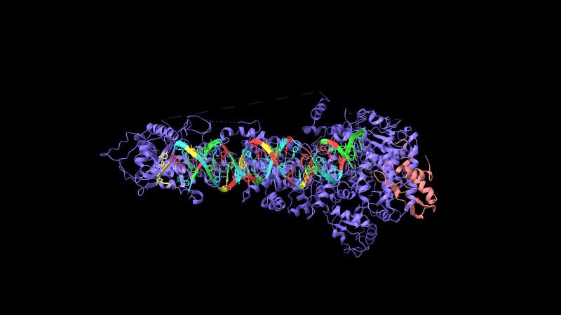 Structure of Human Dicer (blue) Complexed with RISC-loading Complex ...