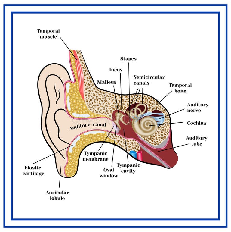 Human Ear Drum Stock Illustrations – 298 Human Ear Drum Stock ...