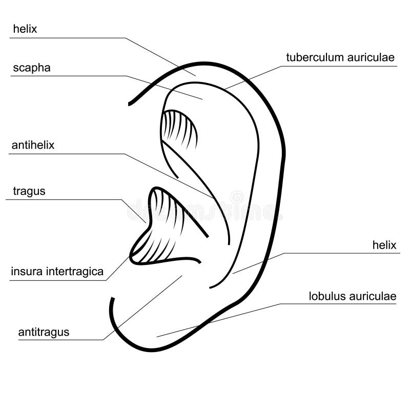 Structure of the Human Ear. Stock Vector - Illustration of clipart ...