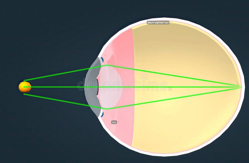 Structure of the Human Eye and Anatomy of Vision Stock Illustration ...