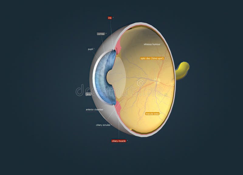 Structure of the Human Eye and Anatomy of Vision Stock Illustration ...
