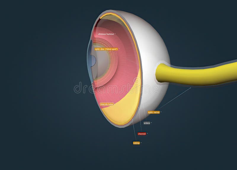Structure of the Human Eye and Anatomy of Vision Stock Illustration ...