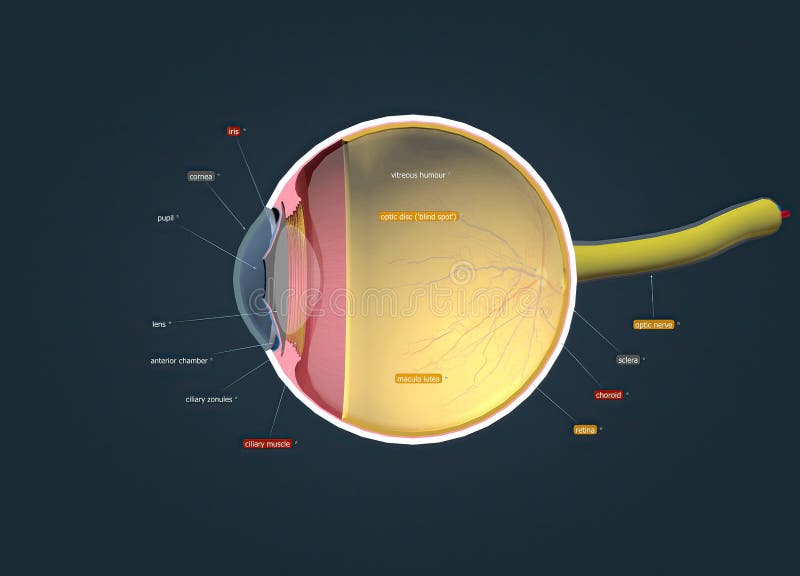 Structure of the Human Eye and Anatomy of Vision Stock Illustration ...