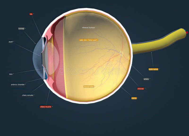 Structure of the Human Eye and Anatomy of Vision Stock Illustration ...