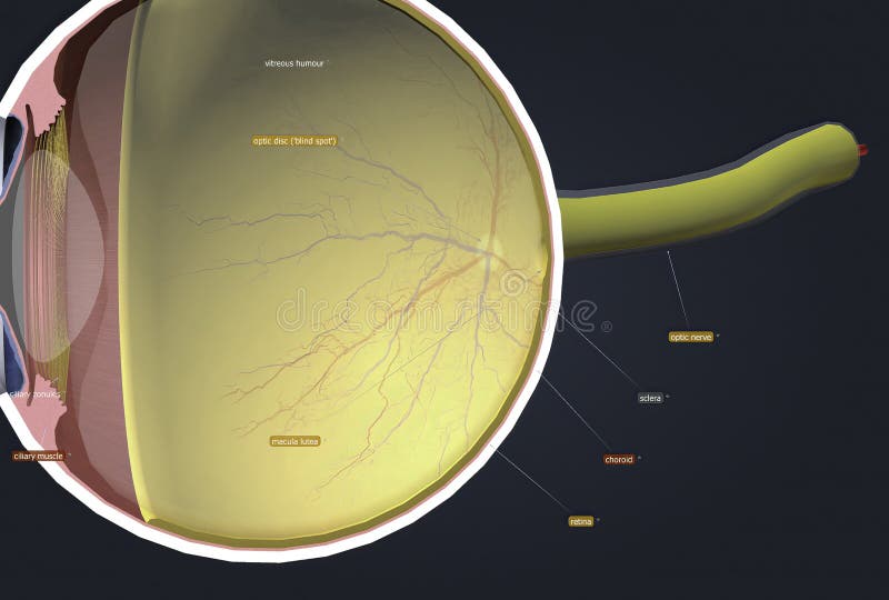 Structure of the Human Eye and Anatomy of Vision Stock Illustration ...