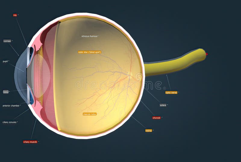Structure of the Human Eye and Anatomy of Vision Stock Illustration ...